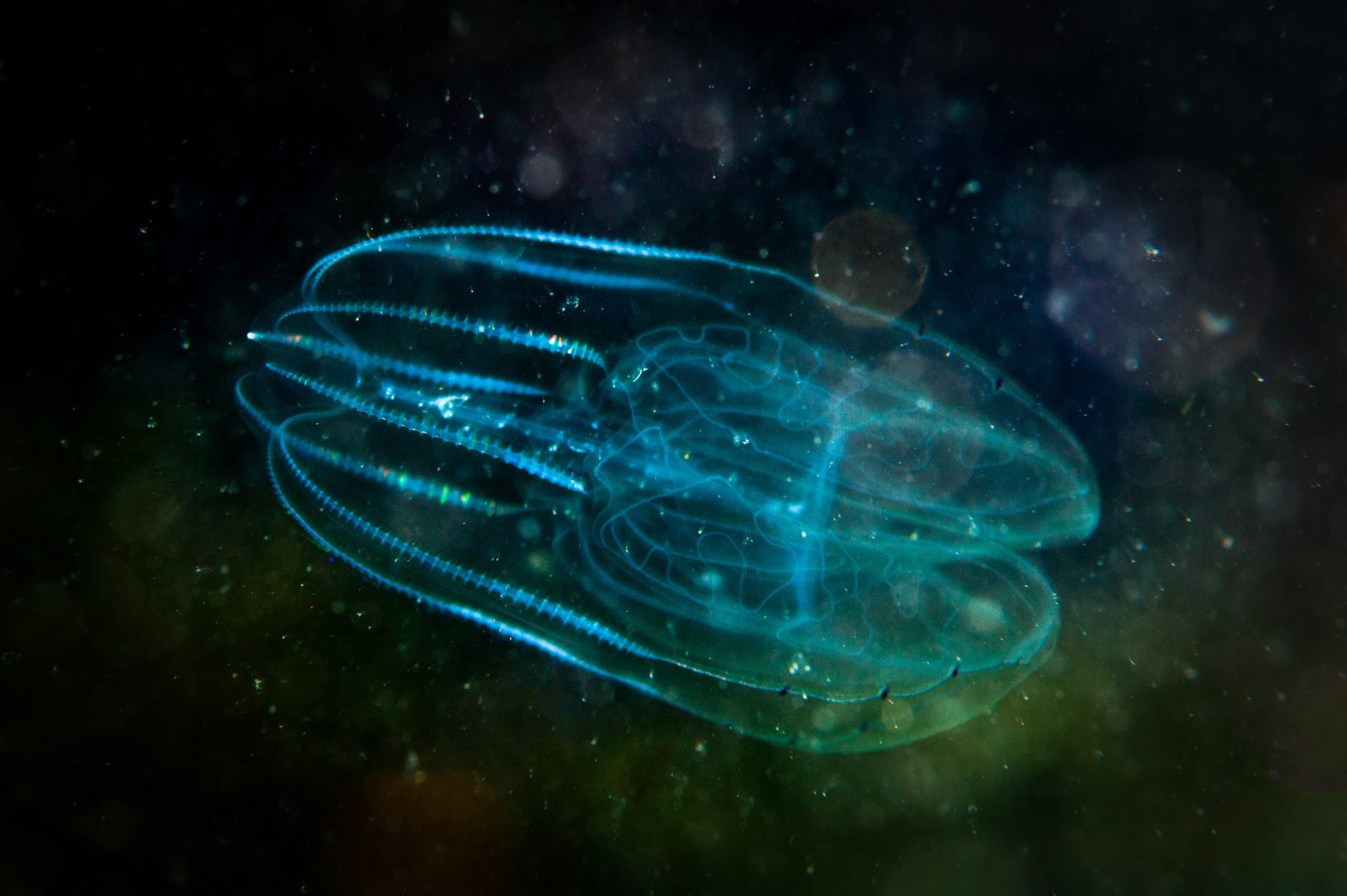 The Glowing Wonders of the Indian River Lagoon: Bioluminescent Comb ...